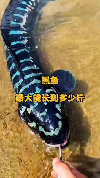 黑鱼多少钱一斤_黑鱼价格为什么波动这么大-第2张图片-山城妙识