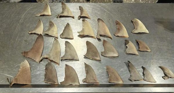 鱼翅是什么鱼身上的什么部位_鱼翅是鲨鱼的哪个部位-第2张图片-山城妙识