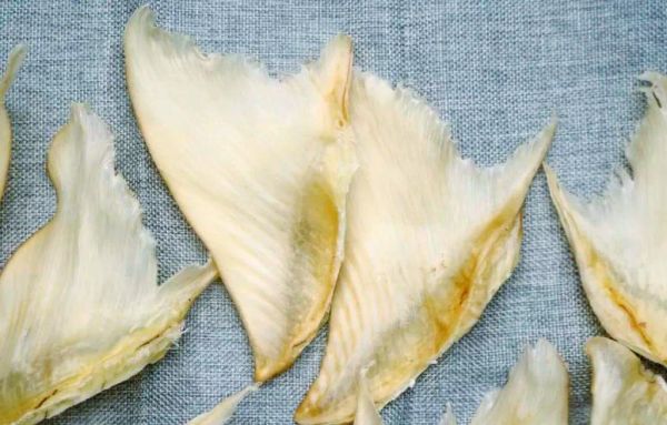 鱼翅是什么鱼身上的什么部位_鱼翅是鲨鱼的哪个部位-第3张图片-山城妙识