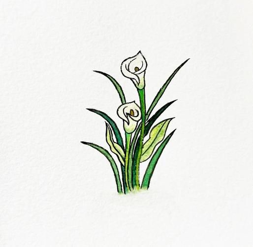 马蹄莲简笔画步骤_马蹄莲图片怎么画好看-第1张图片-山城妙识