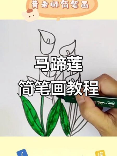 马蹄莲简笔画步骤_马蹄莲图片怎么画好看-第2张图片-山城妙识