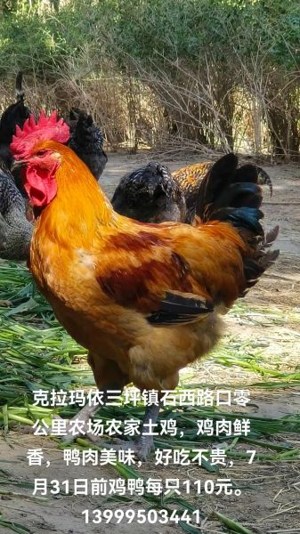 口感最好的土鸡品种_哪种土鸡最好吃-第2张图片-山城妙识