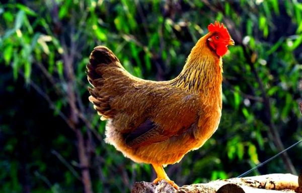 口感最好的土鸡品种_哪种土鸡最好吃-第3张图片-山城妙识