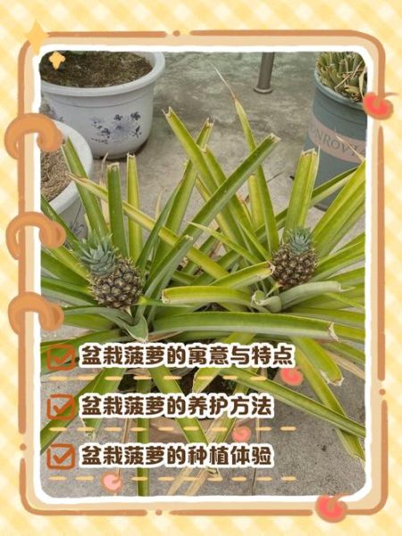 菠萝种植多久结果_菠萝种植技术要点-第1张图片-山城妙识
