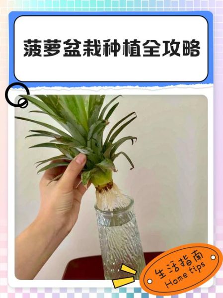 菠萝种植多久结果_菠萝种植技术要点-第2张图片-山城妙识