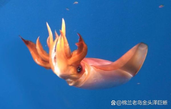 菱鳍乌贼是什么_菱鳍乌贼能吃吗-第1张图片-山城妙识