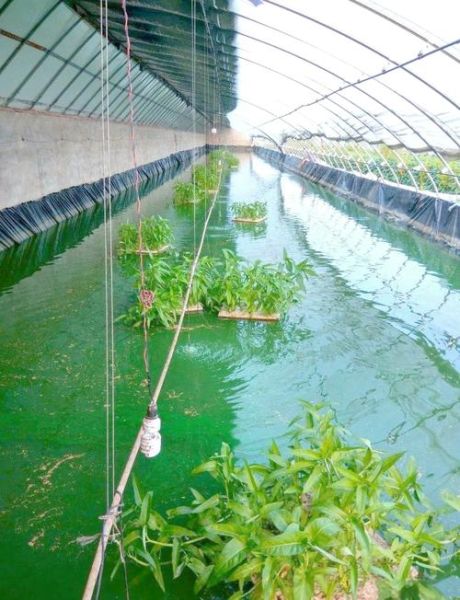 泥鳅养殖技术_泥鳅养殖怎么养-第2张图片-山城妙识