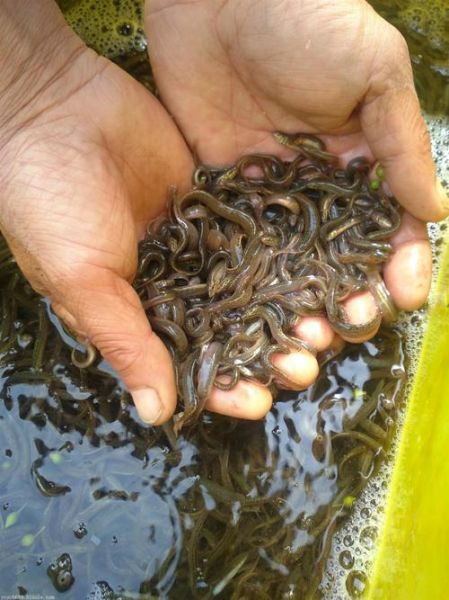泥鳅养殖技术_泥鳅养殖怎么养-第3张图片-山城妙识