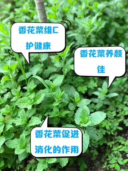 香花菜是薄荷吗_香花菜和薄荷的区别-第1张图片-山城妙识 香花菜是薄荷吗_香花菜和薄荷的区别-第1张图片-山城妙识