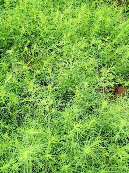 猪菜叫什么_猪菜学名是什么-第2张图片-山城妙识 猪菜叫什么_猪菜学名是什么-第2张图片-山城妙识