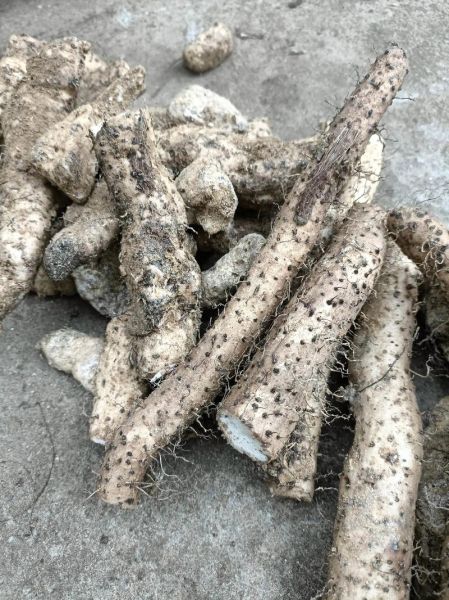 野山药图片_野山药长什么样-第1张图片-山城妙识 野山药图片_野山药长什么样-第1张图片-山城妙识