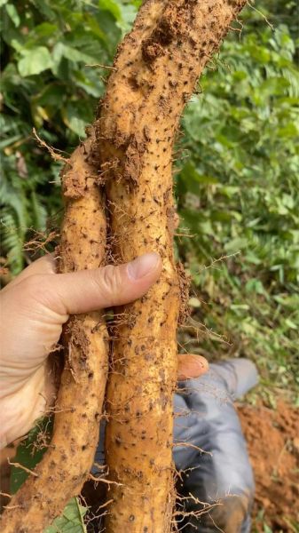 野山药图片_野山药长什么样-第2张图片-山城妙识 野山药图片_野山药长什么样-第2张图片-山城妙识