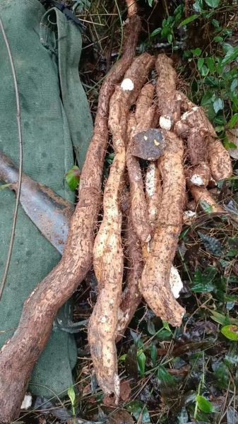 野山药图片_野山药长什么样-第3张图片-山城妙识 野山药图片_野山药长什么样-第3张图片-山城妙识