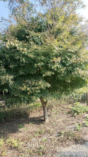 鸡爪槭叶子图片_如何识别鸡爪槭-第3张图片-山城妙识 鸡爪槭叶子图片_如何识别鸡爪槭-第3张图片-山城妙识