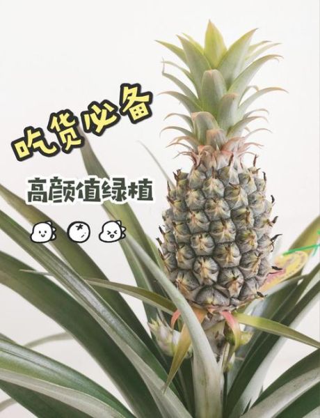 菠萝叶子能吃吗_菠萝叶子怎么养-第3张图片-山城妙识
