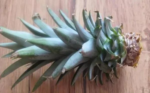 菠萝叶子能吃吗_菠萝叶子怎么养-第2张图片-山城妙识