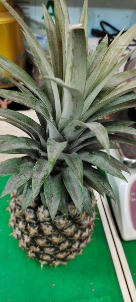 菠萝叶子能吃吗_菠萝叶子怎么养-第1张图片-山城妙识