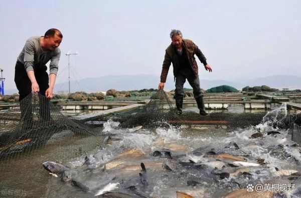 高档淡水鱼养殖品种有哪些_怎么养最赚钱-第3张图片-山城妙识 高档淡水鱼养殖品种有哪些_怎么养最赚钱-第3张图片-山城妙识