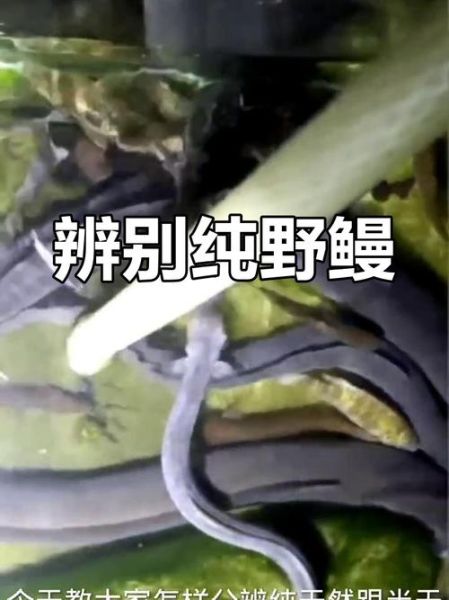 石鳗鱼图片_如何辨别真假石鳗鱼-第1张图片-山城妙识 石鳗鱼图片_如何辨别真假石鳗鱼-第1张图片-山城妙识