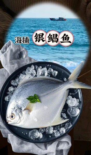 银鲳鱼有刺吗_银鲳鱼刺多不多-第2张图片-山城妙识 银鲳鱼有刺吗_银鲳鱼刺多不多-第2张图片-山城妙识