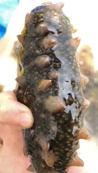 长岛海参价格多少钱一斤_长岛海参价格为什么高-第1张图片-山城妙识