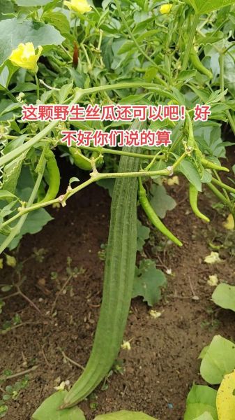 野丝瓜有什么功效_野丝瓜能治疗哪些病-第1张图片-山城妙识