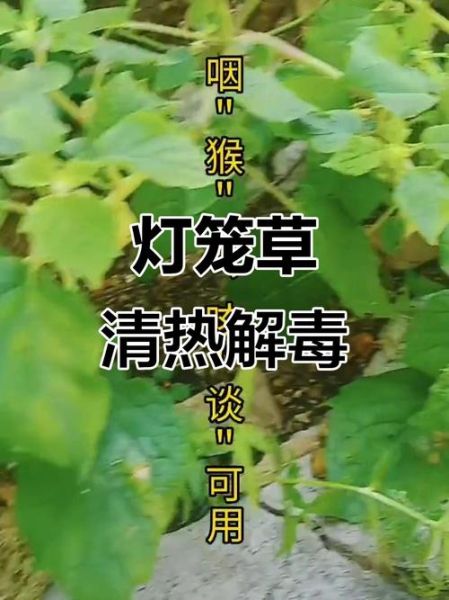 灯笼草可以治疗什么_灯笼草的功效与作用-第2张图片-山城妙识 灯笼草可以治疗什么_灯笼草的功效与作用-第2张图片-山城妙识