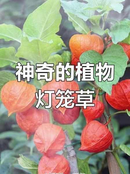 灯笼草可以治疗什么_灯笼草的功效与作用-第3张图片-山城妙识 灯笼草可以治疗什么_灯笼草的功效与作用-第3张图片-山城妙识
