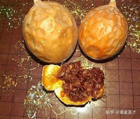 野丝瓜有什么功效_野丝瓜能治疗哪些病-第3张图片-山城妙识