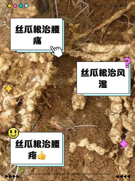 野丝瓜有什么功效_野丝瓜能治疗哪些病-第2张图片-山城妙识