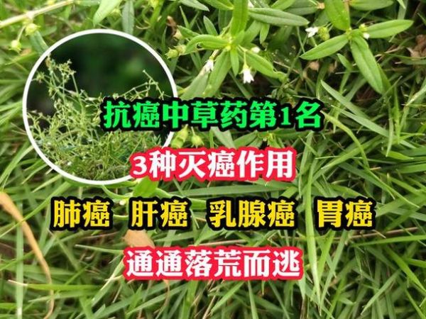 抗肿瘤中草药有哪些_如何科学使用-第3张图片-山城妙识