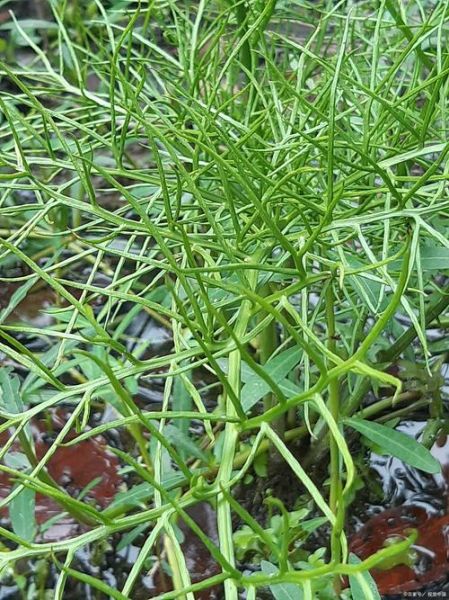 抗肿瘤中草药有哪些_如何科学使用-第2张图片-山城妙识