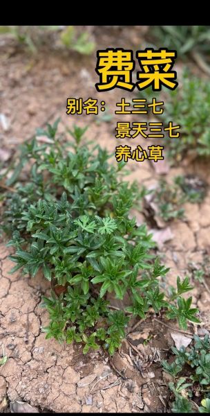 土三七和三七图片对照_怎么一眼区分-第2张图片-山城妙识