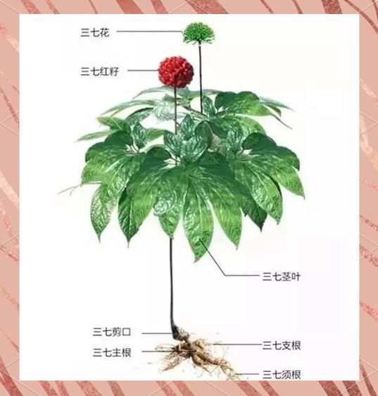 土三七和三七图片对照_怎么一眼区分-第1张图片-山城妙识