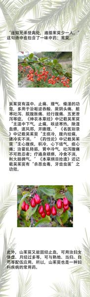 茱萸的功效与作用_茱萸怎么食用-第3张图片-山城妙识