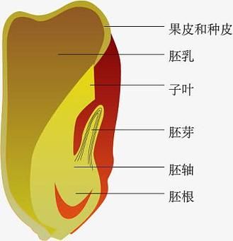 玉米种子结构图_玉米种子由哪几部分组成-第1张图片-山城妙识