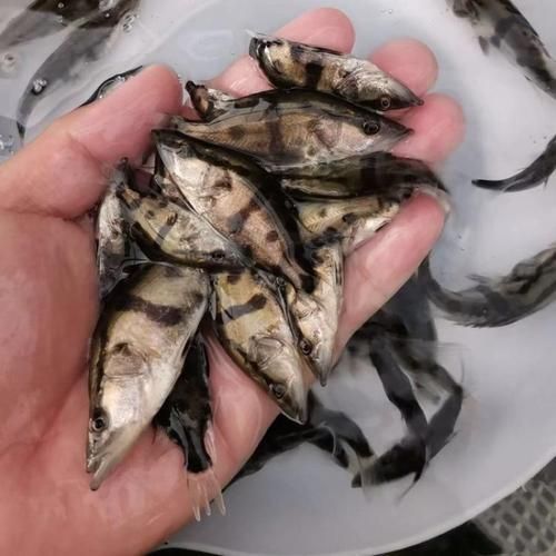 鳜鱼苗多少钱一尾_鳜鱼苗价格影响因素-第1张图片-山城妙识