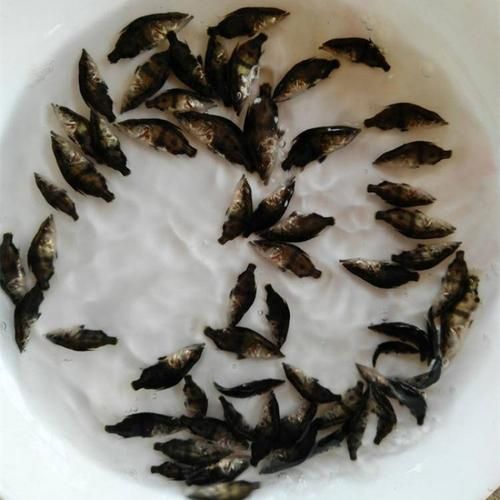 鳜鱼苗多少钱一尾_鳜鱼苗价格影响因素-第2张图片-山城妙识
