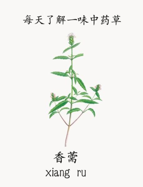 香薷的功效与作用禁忌_哪些人不能吃香薷-第1张图片-山城妙识