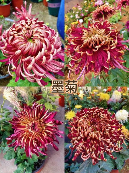 菊花品种大全_菊花种类图片及名称-第2张图片-山城妙识