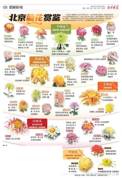 菊花品种大全_菊花种类图片及名称-第1张图片-山城妙识