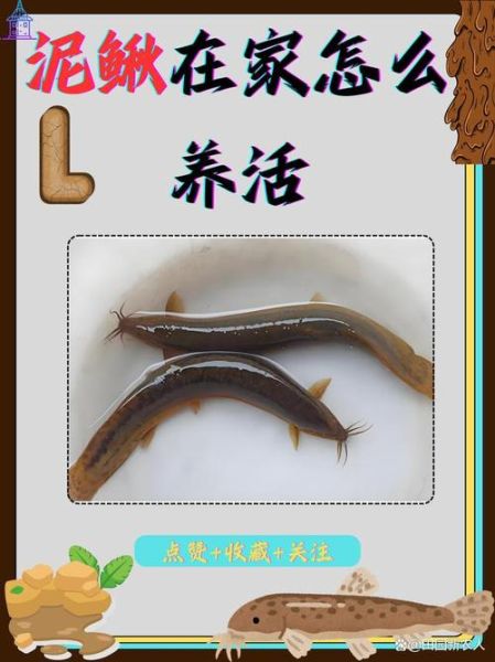 家养泥鳅吃什么食物_泥鳅饲料怎么选-第1张图片-山城妙识