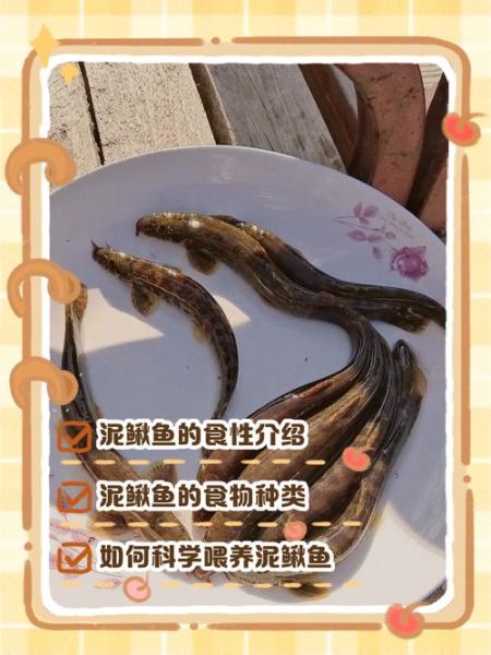 家养泥鳅吃什么食物_泥鳅饲料怎么选-第2张图片-山城妙识