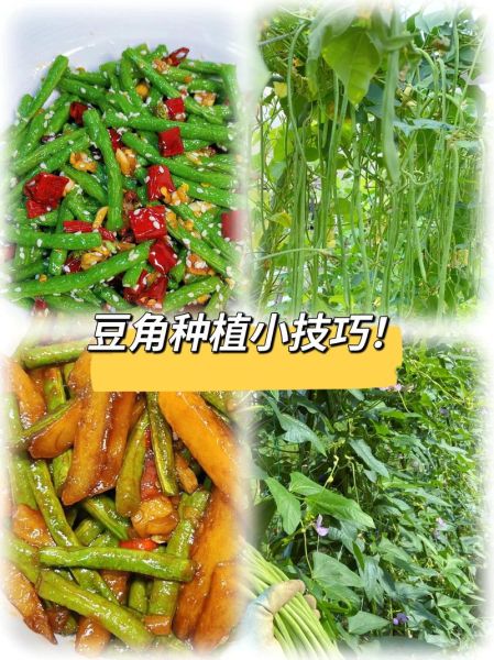 长豆角什么时候播种最合适_长豆角种植技术与管理-第2张图片-山城妙识 长豆角什么时候播种最合适_长豆角种植技术与管理-第2张图片-山城妙识