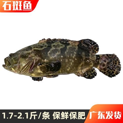 龙胆石斑鱼多少钱一斤_龙胆石斑鱼价格为什么波动大-第1张图片-山城妙识