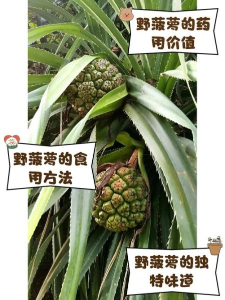 野菠萝的功效与作用_野菠萝怎么吃效果最好-第1张图片-山城妙识 野菠萝的功效与作用_野菠萝怎么吃效果最好-第1张图片-山城妙识
