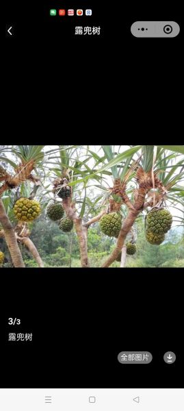 野菠萝的功效与作用_野菠萝怎么吃效果最好-第3张图片-山城妙识 野菠萝的功效与作用_野菠萝怎么吃效果最好-第3张图片-山城妙识