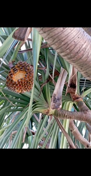 野菠萝的功效与作用_野菠萝怎么吃效果最好-第2张图片-山城妙识 野菠萝的功效与作用_野菠萝怎么吃效果最好-第2张图片-山城妙识