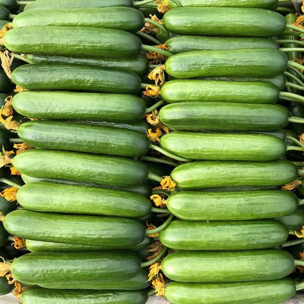 青瓜图片大全_青瓜高清图片怎么找-第3张图片-山城妙识