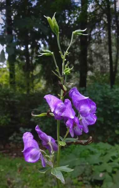 乌头类药材有哪些_乌头类药材毒性如何-第3张图片-山城妙识